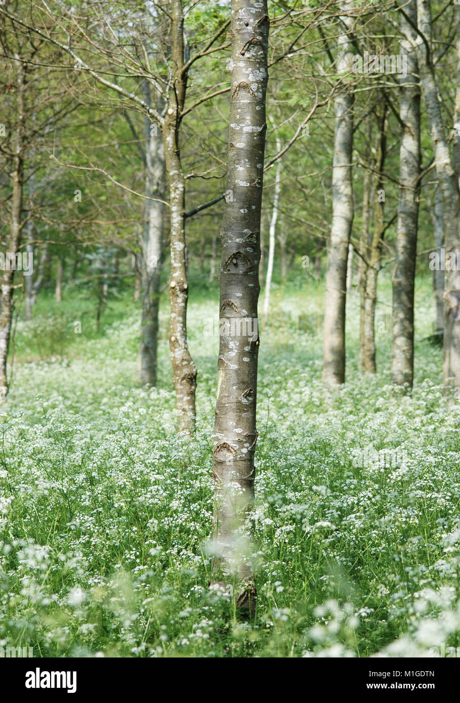 Silver Birch Trees in woodland in springtime Stock Photo - Alamy