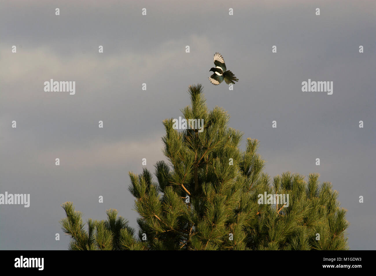 Eurasian magpie, Pica pica, landing on top of conifer, Lancashire, UK ...