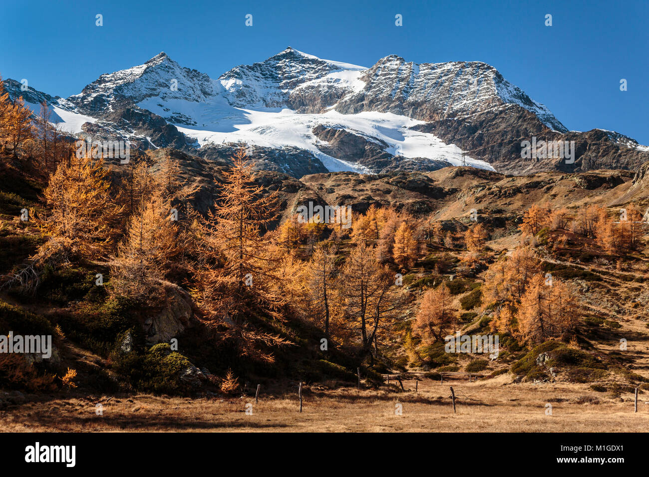 Fall foliage color in the mountains of the Poschiavo Valley near ...