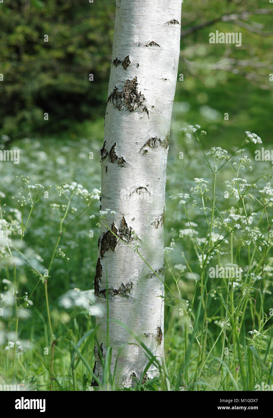 Silver birch woods hi-res stock photography and images - Alamy