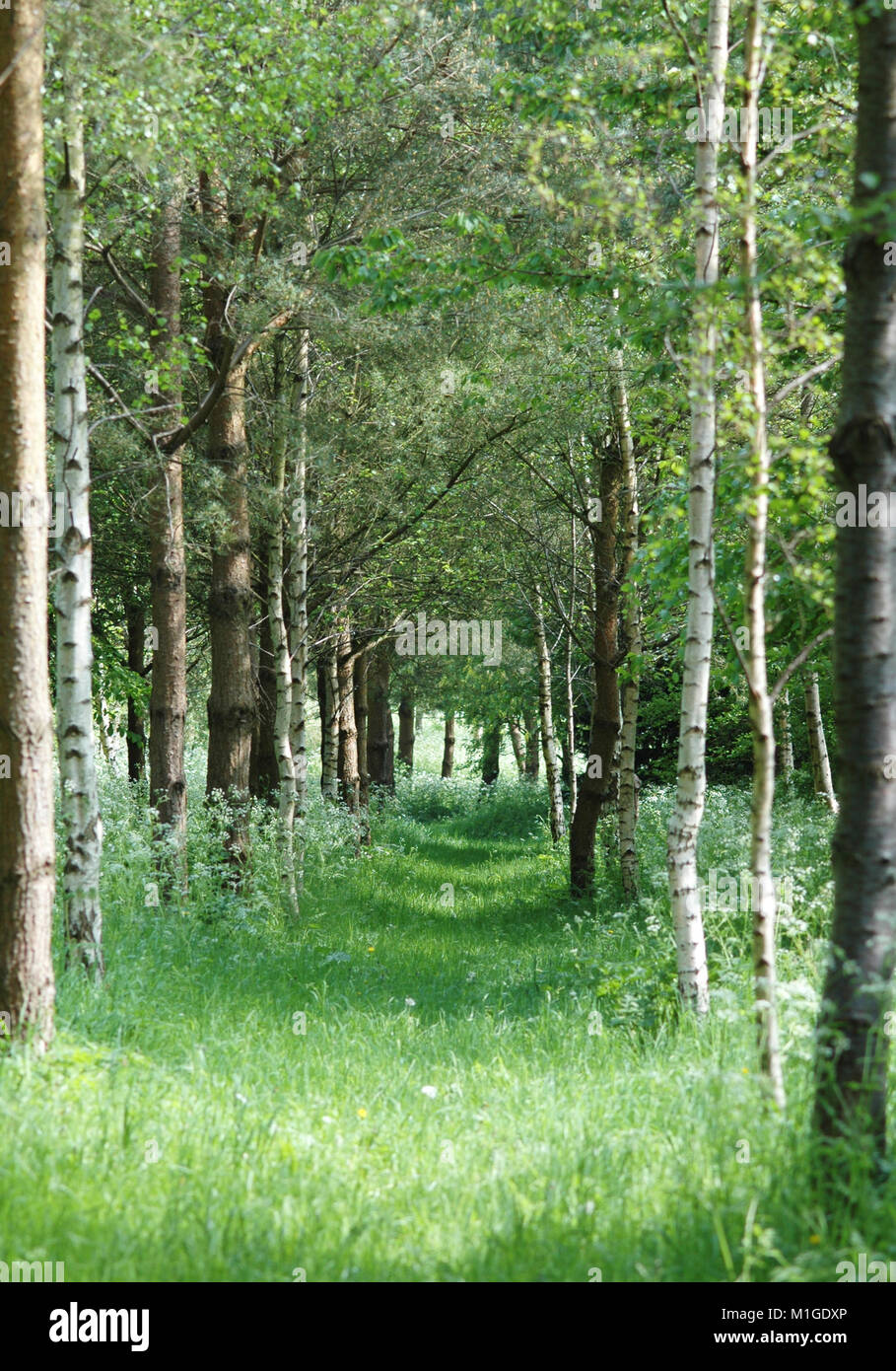 Woodland pathway in springtime with long grass and silver birch trees ...