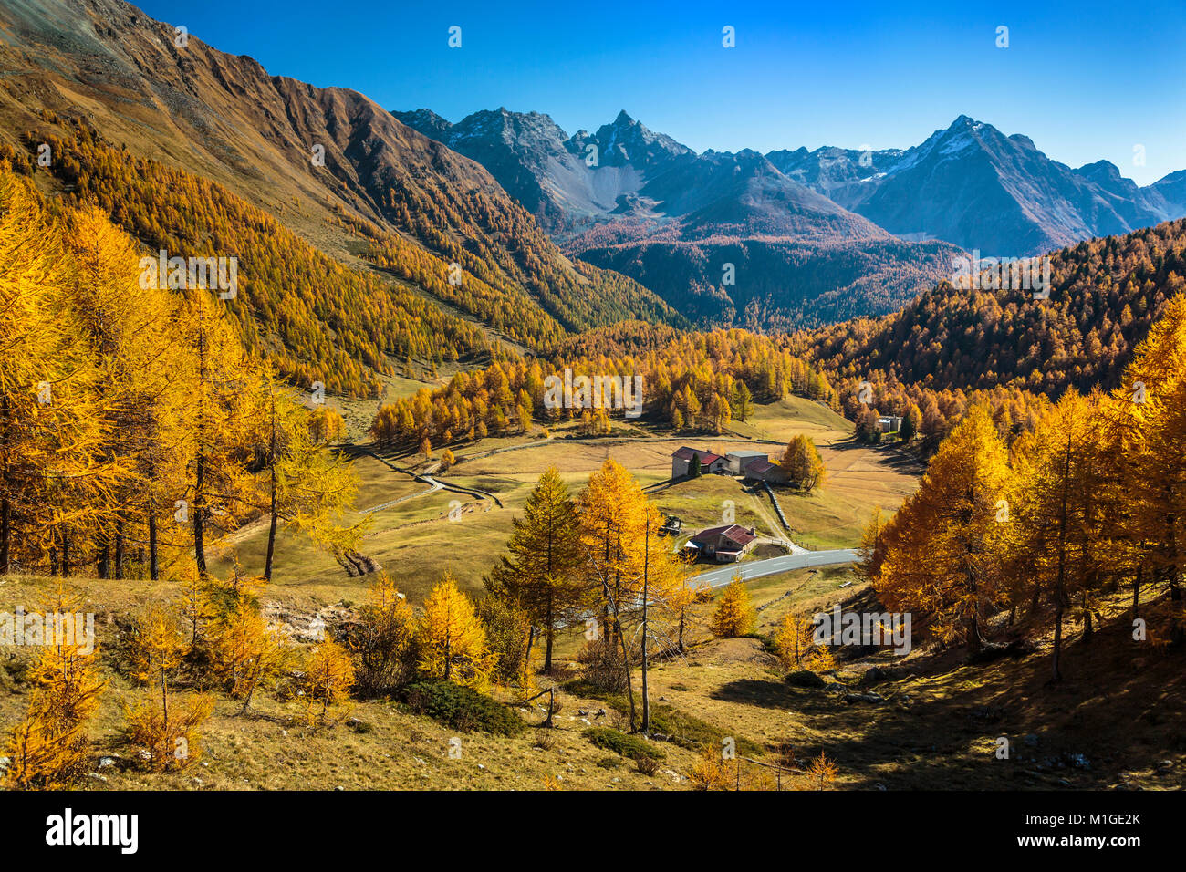 Fall foliage color in the mountains of the Poschiavo Valley near ...