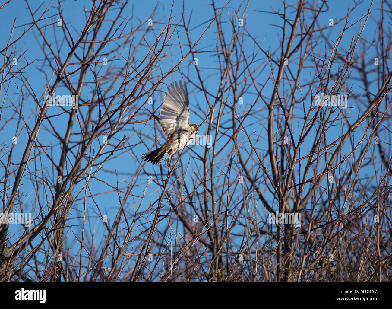 Buntings and finches hi-res stock photography and images - Alamy