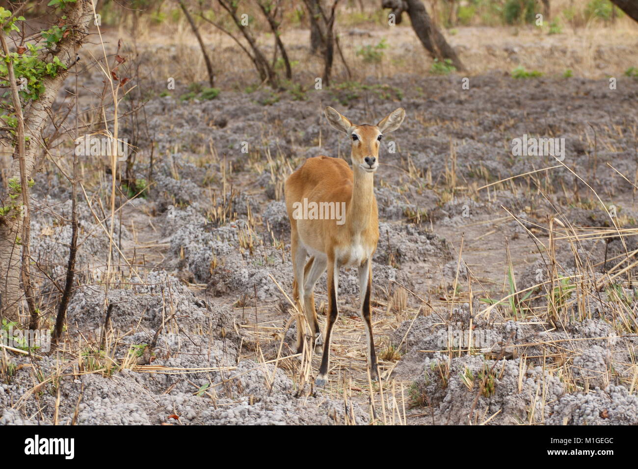 Close up of an impala Stock Photo - Alamy