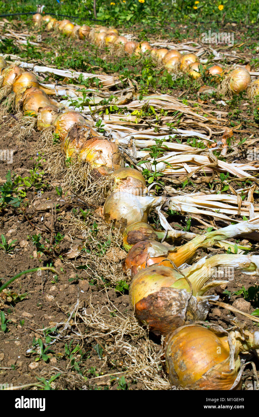 Rows of allotment grown onions drying in the sun Stock Photo - Alamy
