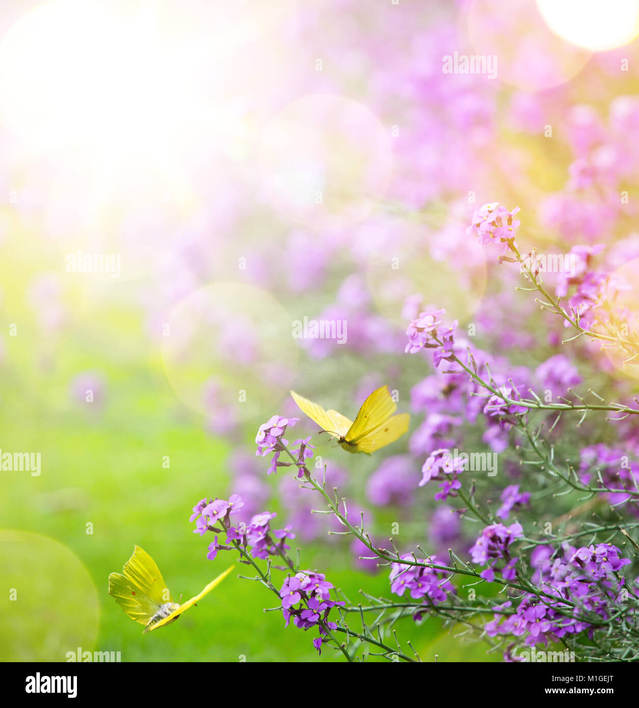 abstract spring Background; spring flower and butterfly Stock Photo - Alamy