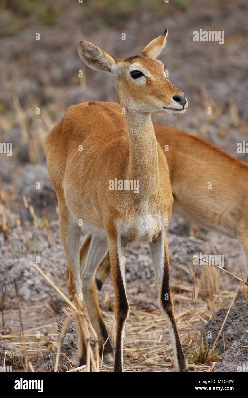 Male female impalas standing hi-res stock photography and images - Alamy