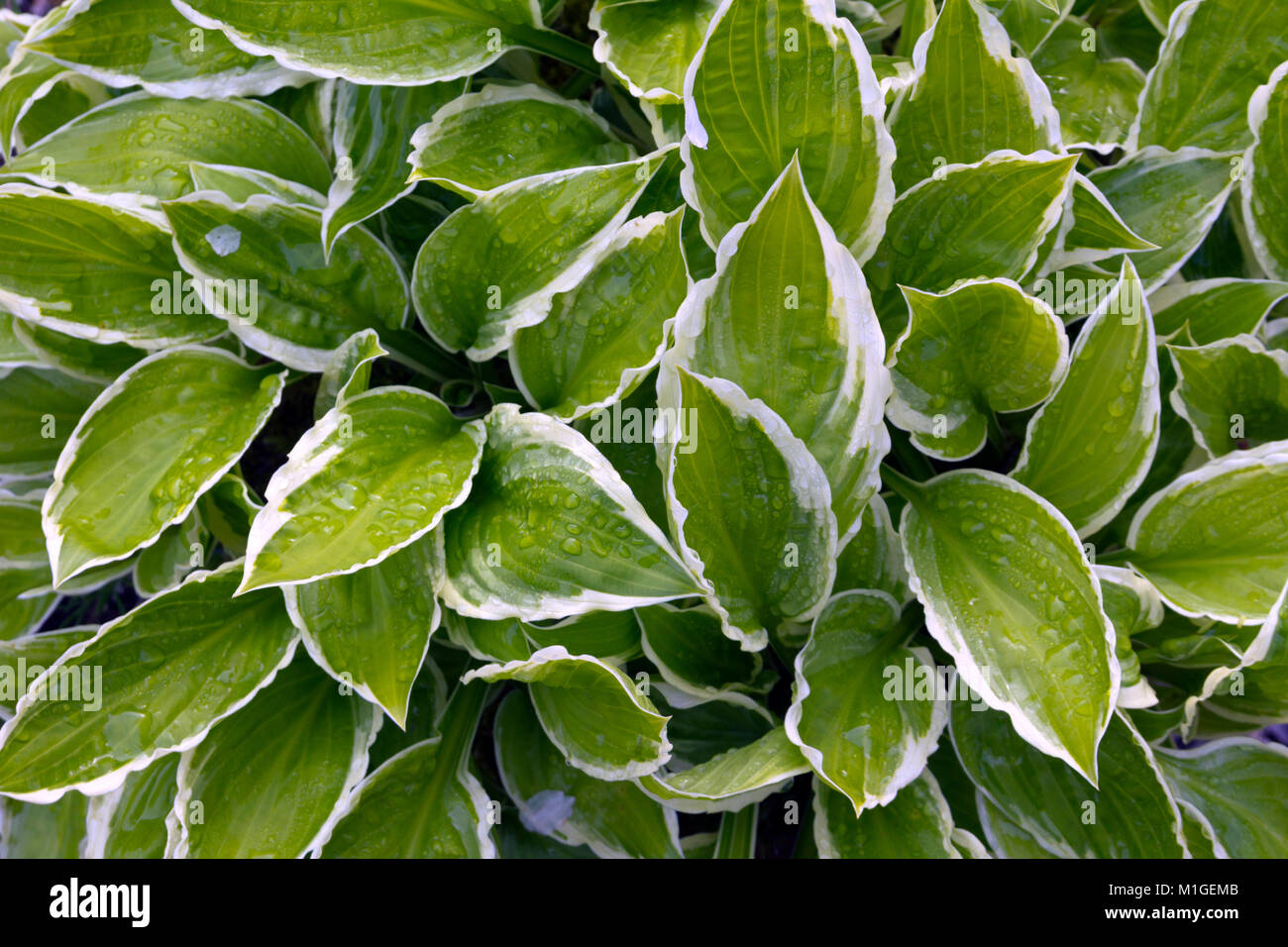 Vibrant green variegated hosta leaves full frame close-up after rain ...