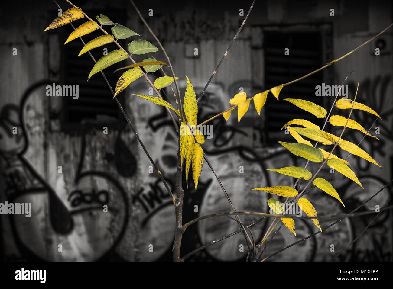 Fall juxtaposed with graffiti on abandoned building in Detroit ...