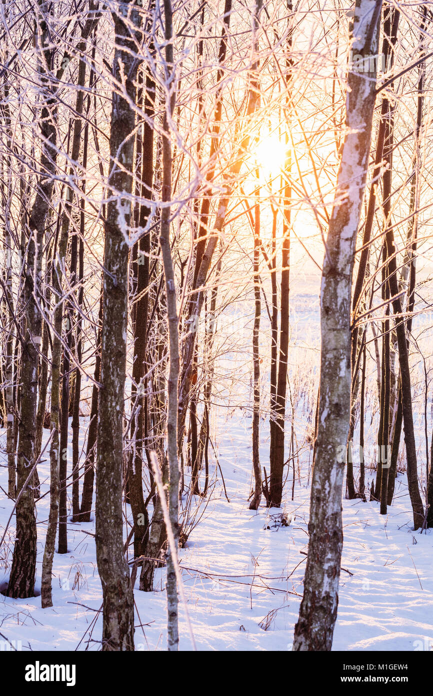 Sunlight shines through frost hi-res stock photography and images - Alamy