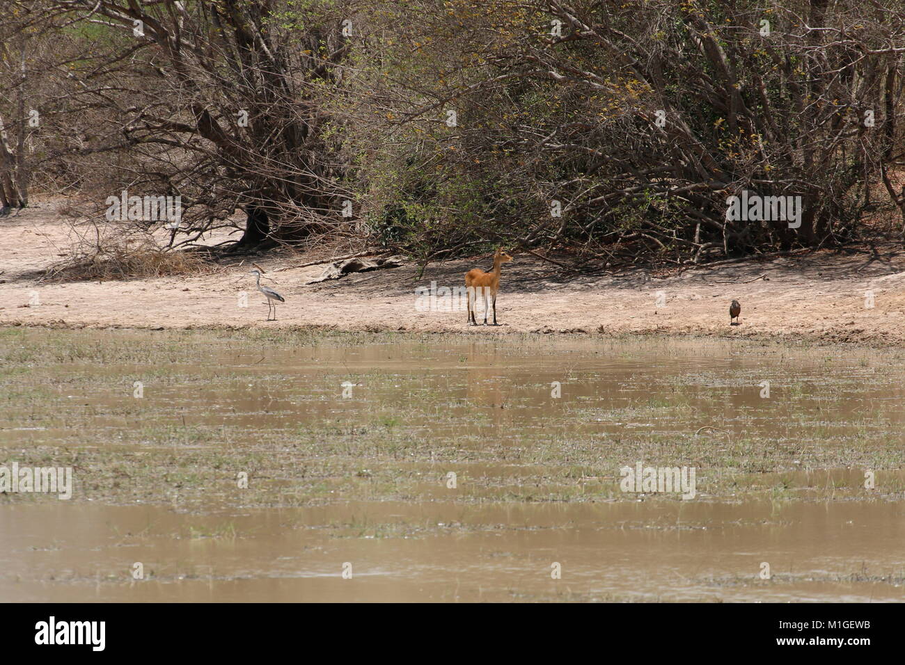 Impalas and other animals drinking water in a pool Stock Photo - Alamy