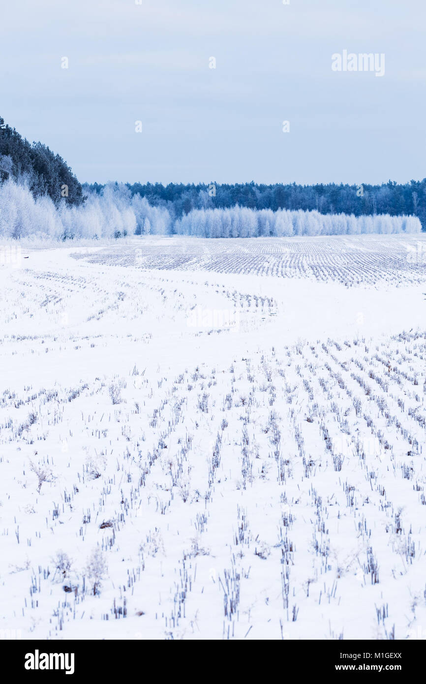 Field covered with snow with a forest in the background Stock Photo - Alamy