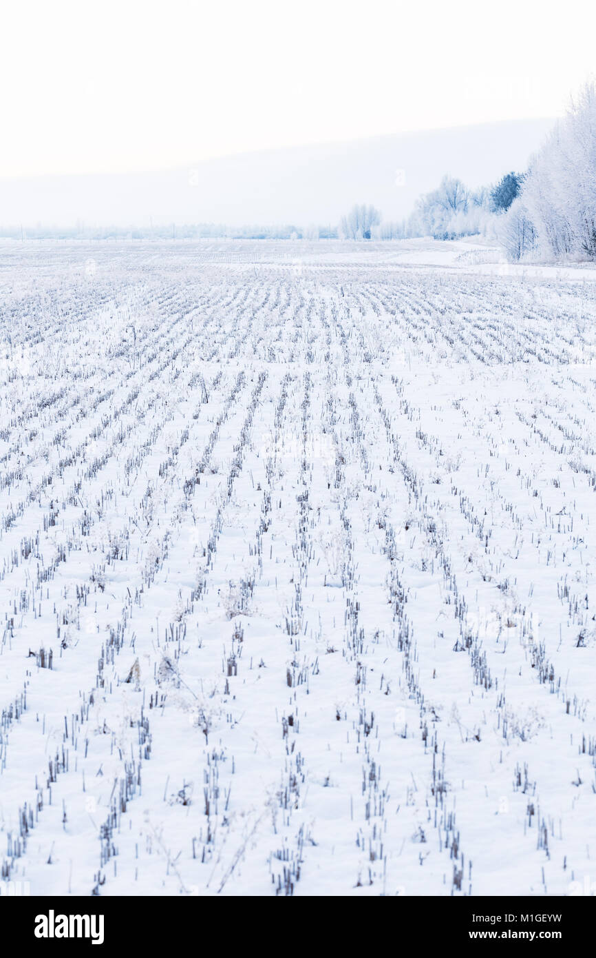 Agricultural field covered by snow. Winter landscape Stock Photo - Alamy