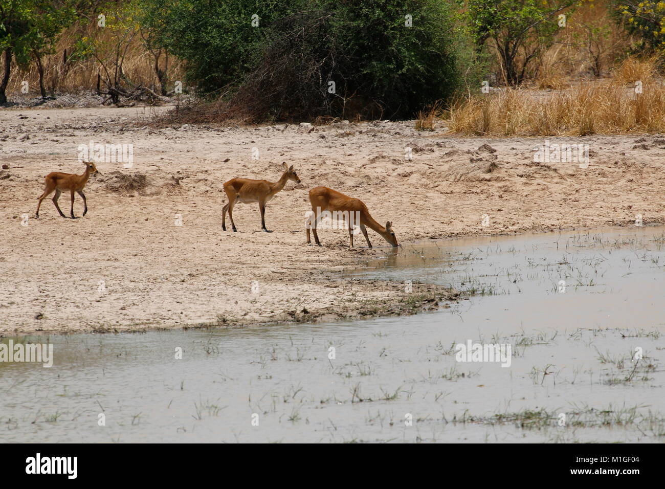 Impalas drinking water in hi-res stock photography and images - Alamy