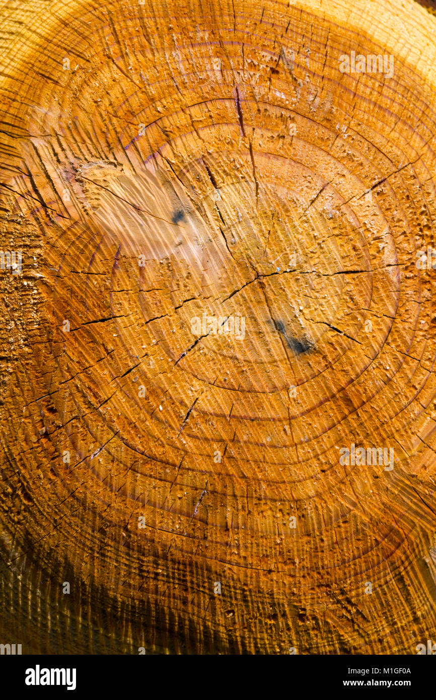Sawn log end background texture full frame Stock Photo - Alamy