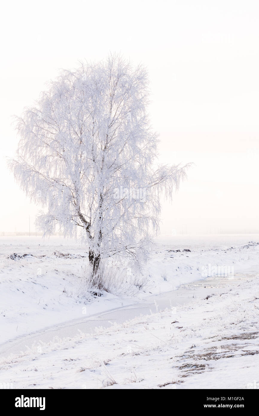Lonely tree among white hi-res stock photography and images - Alamy