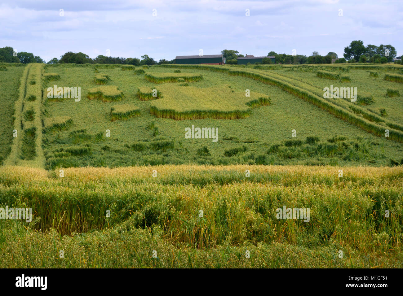 Strange geometric shapes formed by overnight rain storm damage to crops ...