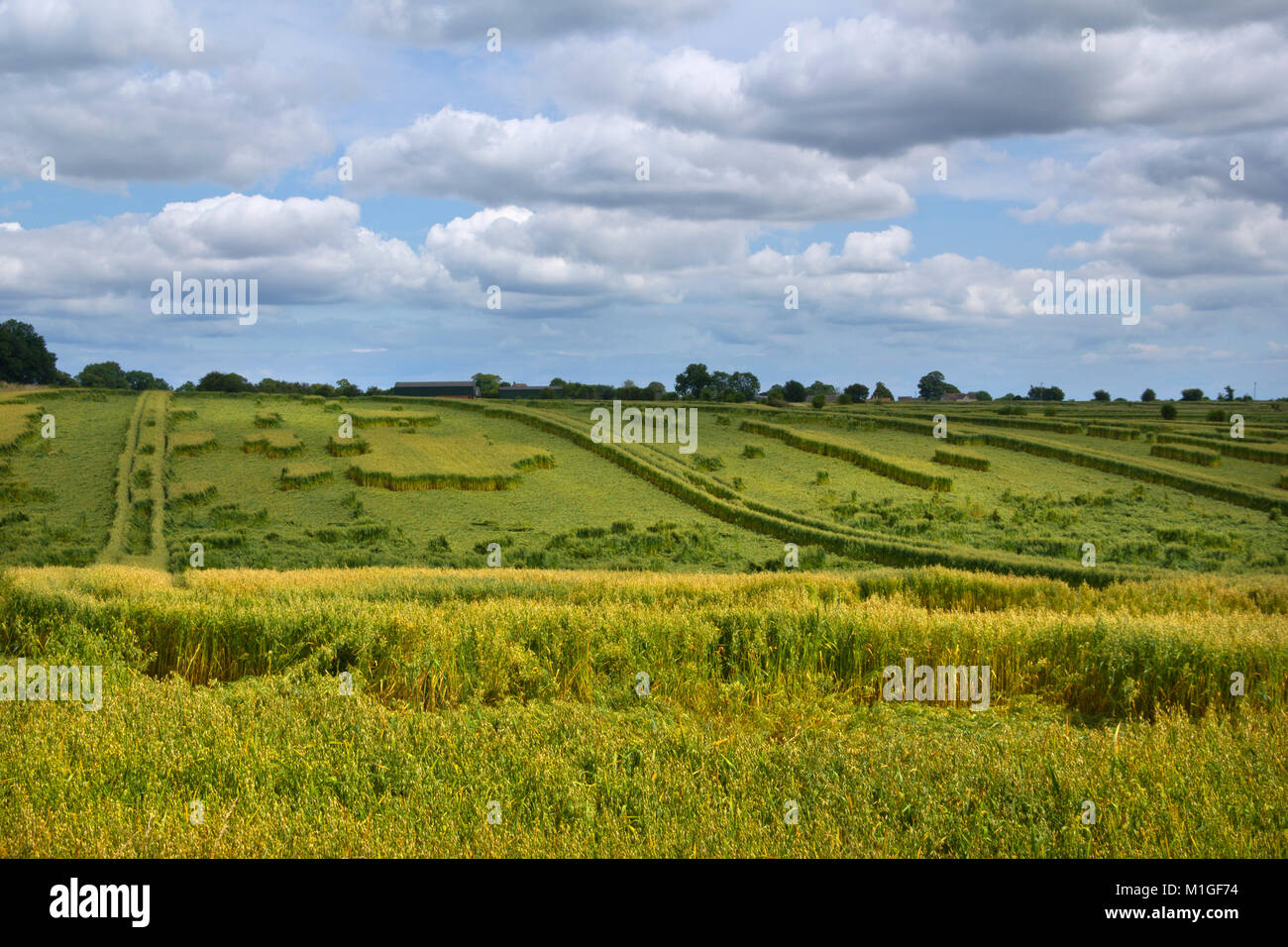 Strange geometric shapes formed by overnight rain storm damage to crops ...