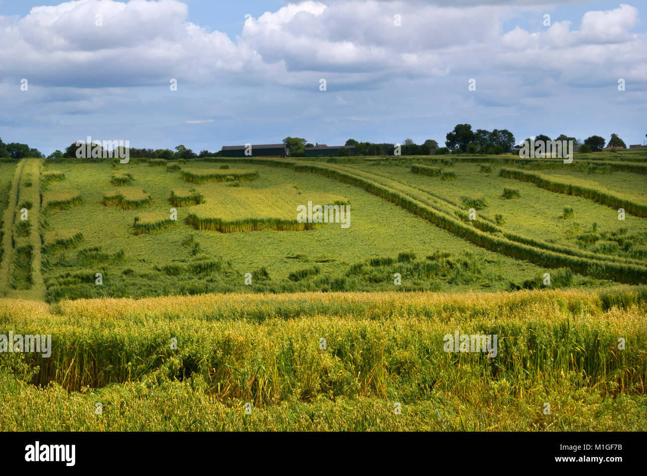 Strange geometric shapes formed by overnight rain storm damage to crops ...
