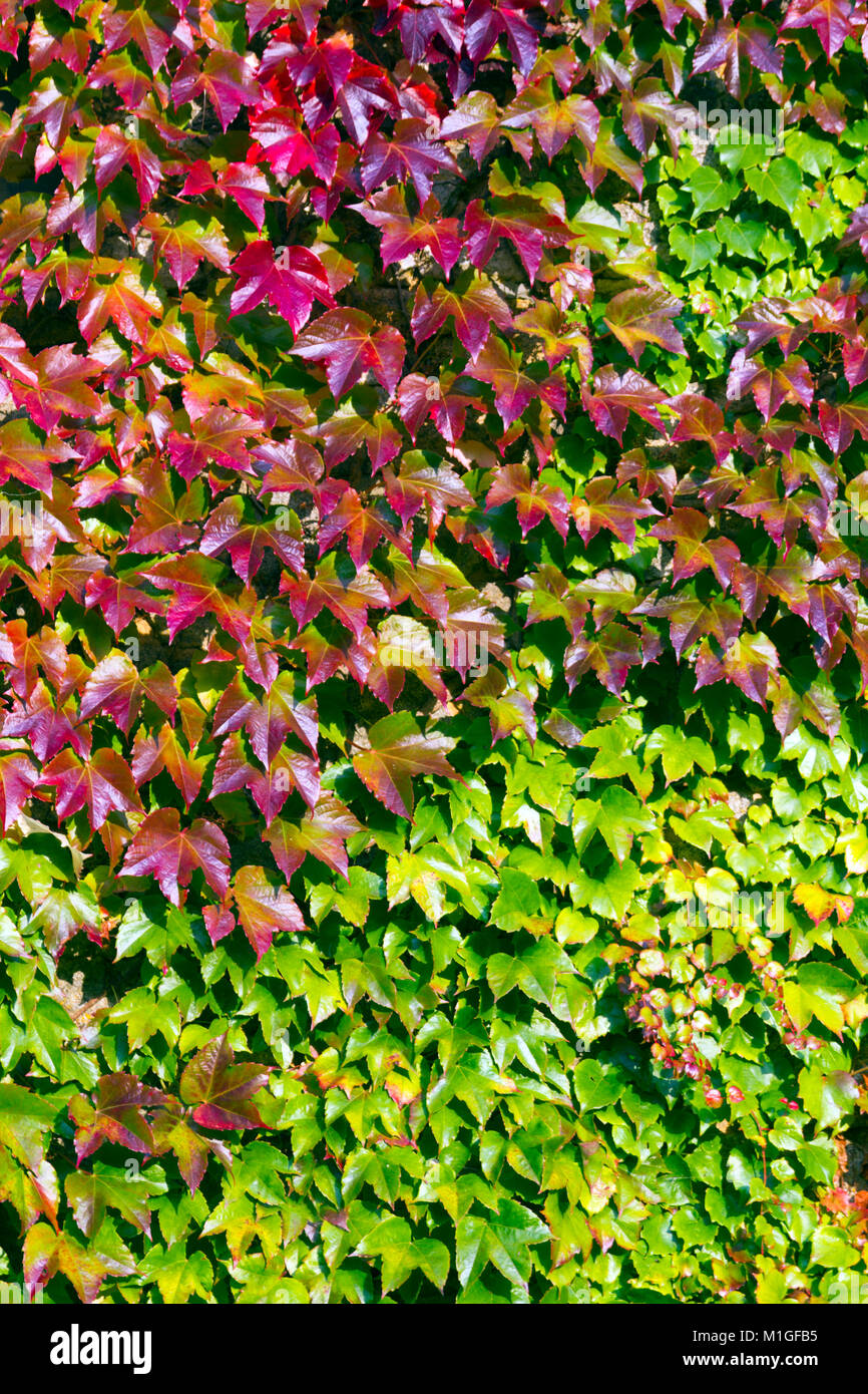 Virginia creeper changing to red Stock Photo - Alamy