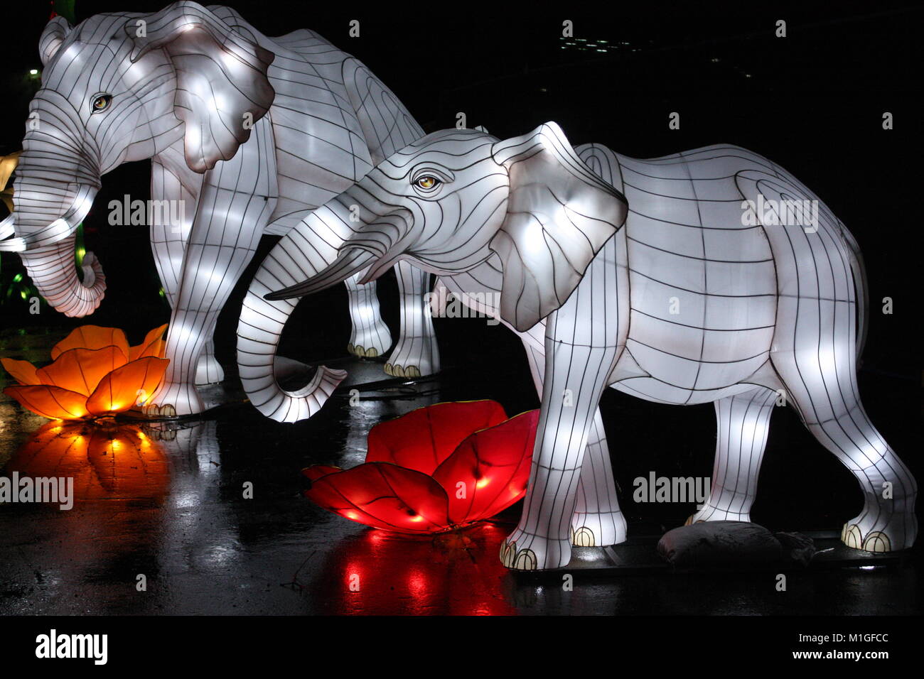 Elephants at the Chinese Lantern Festival in Vancouver Stock Photo - Alamy