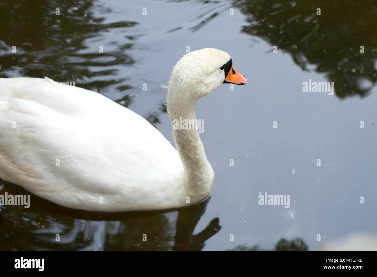 Single swan on the pond Stock Photo - Alamy