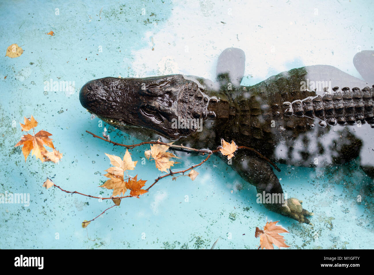 The alligator show in the water Stock Photo - Alamy
