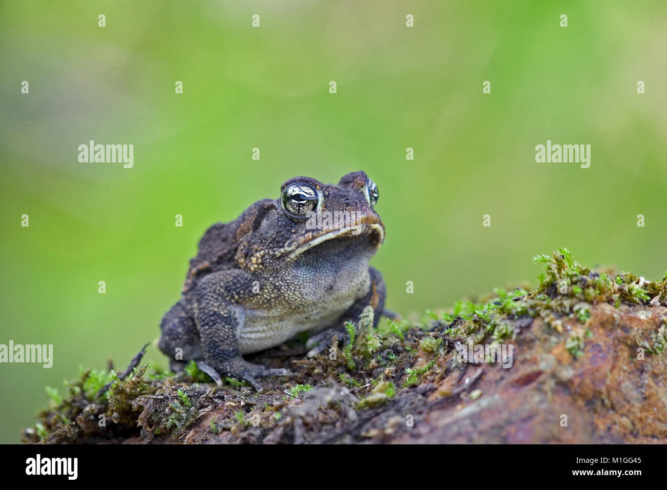 Southern Toad along the edge of the Alabama River swamp. BUFONIDAE Bufo ...