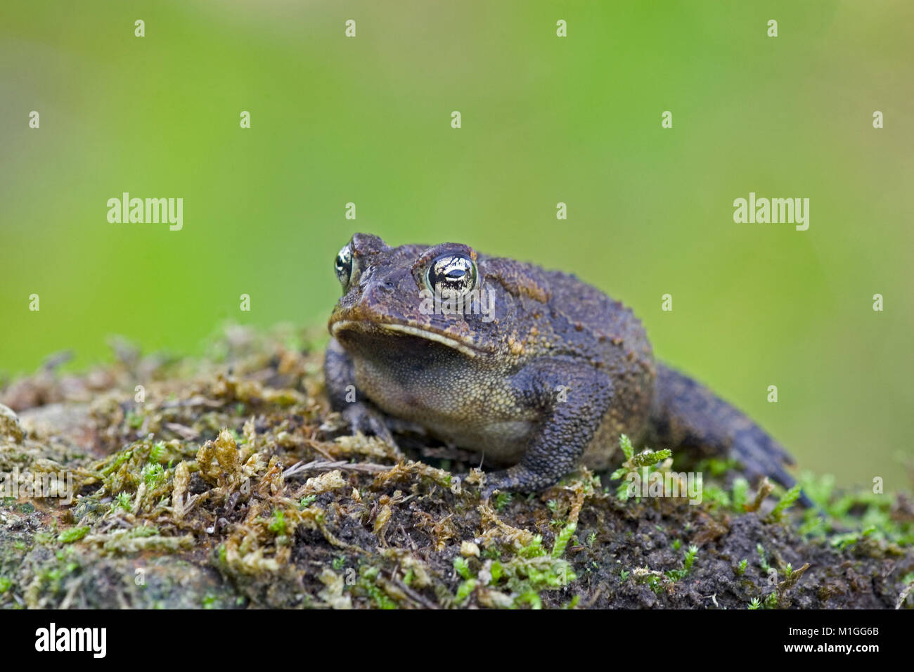 Southern Toad along the edge of the Alabama River swamp. BUFONIDAE Bufo ...