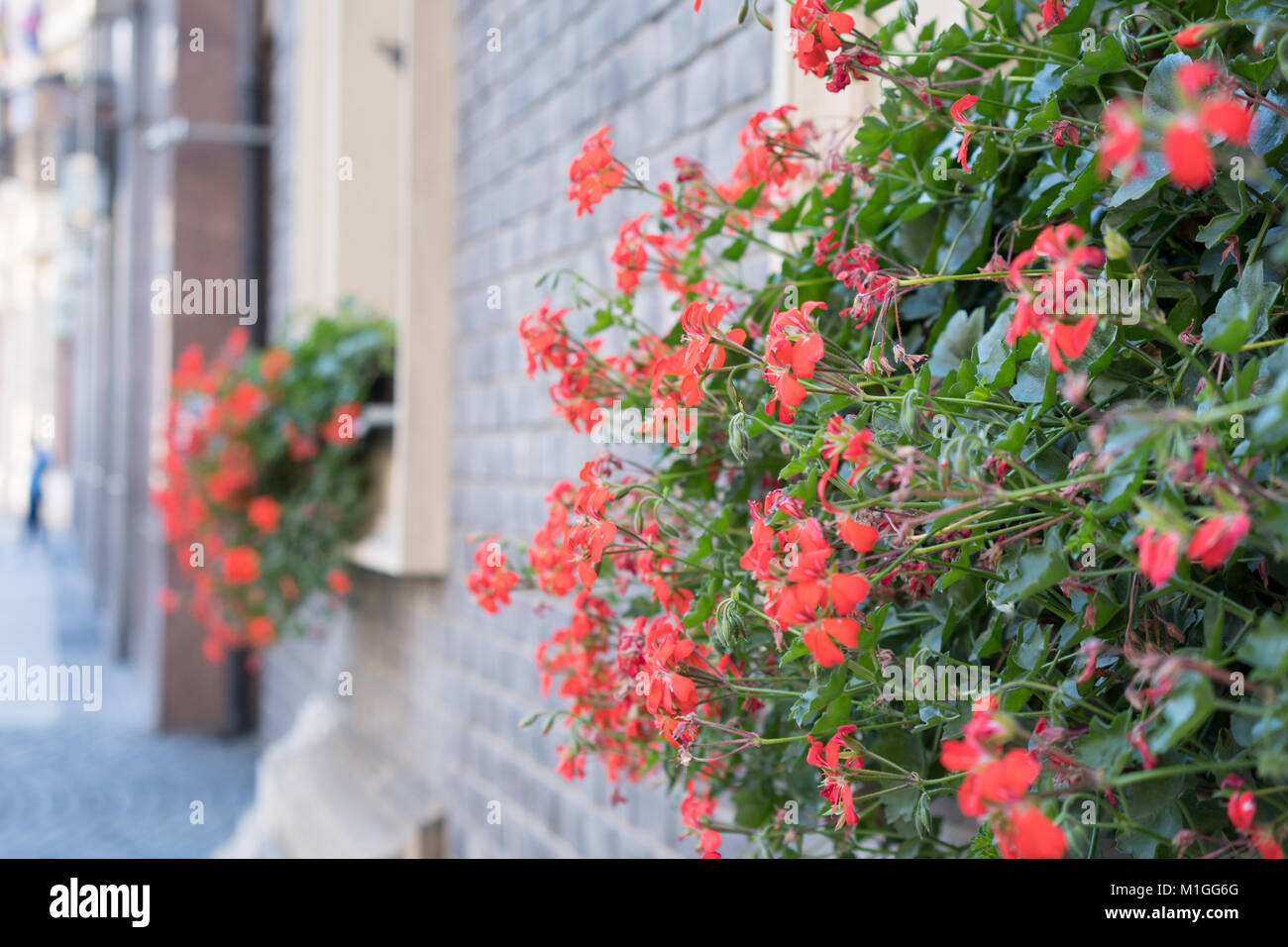 The geranium on the window of the German house Stock Photo - Alamy