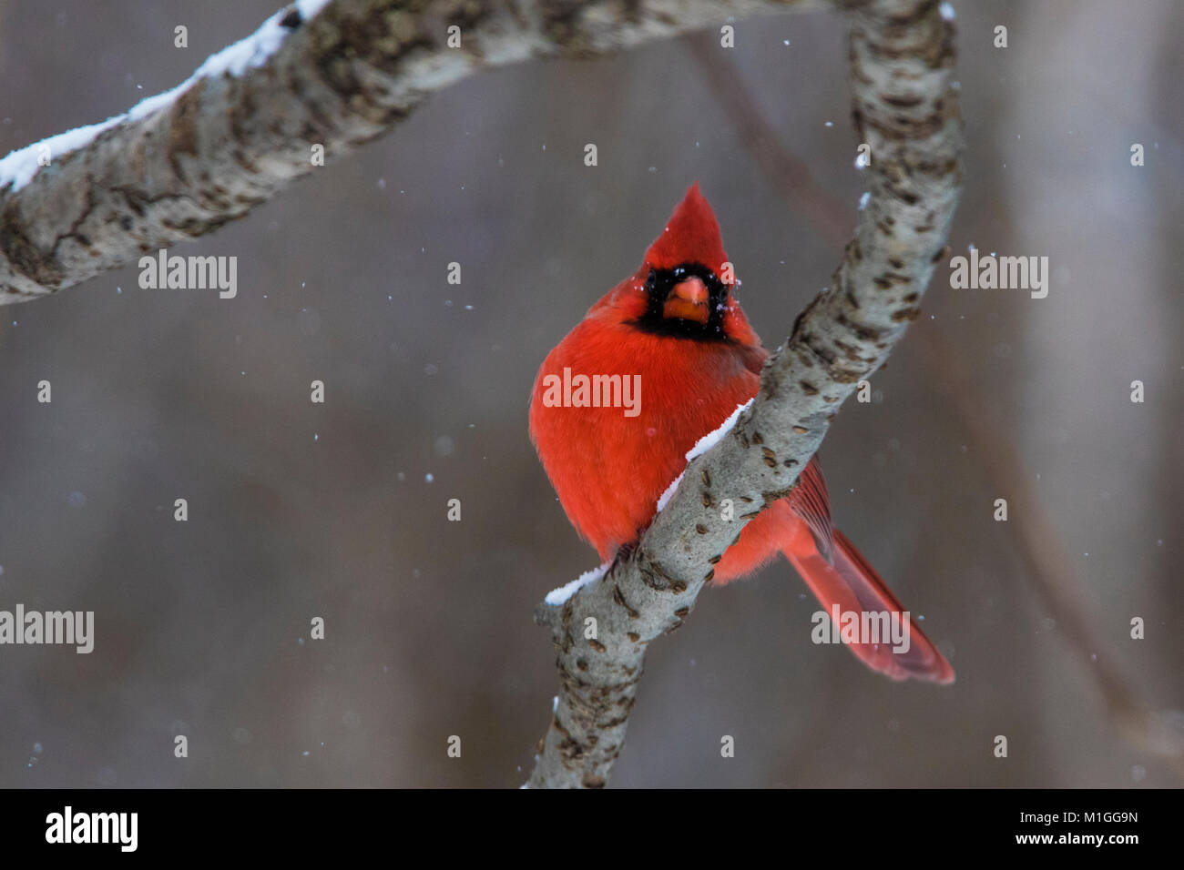 northern cardinal in winter Stock Photo - Alamy