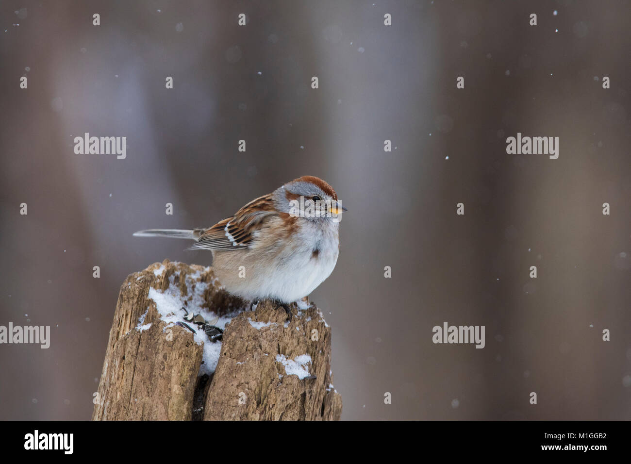 american tree sparrow in winter Stock Photo - Alamy