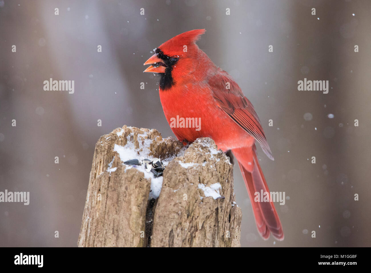 northern cardinal in winter Stock Photo - Alamy