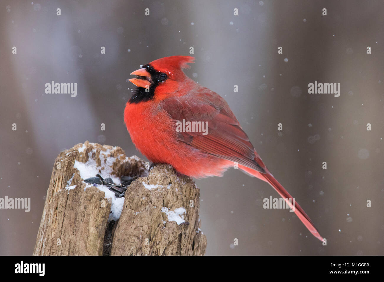 northern cardinal in winter Stock Photo - Alamy
