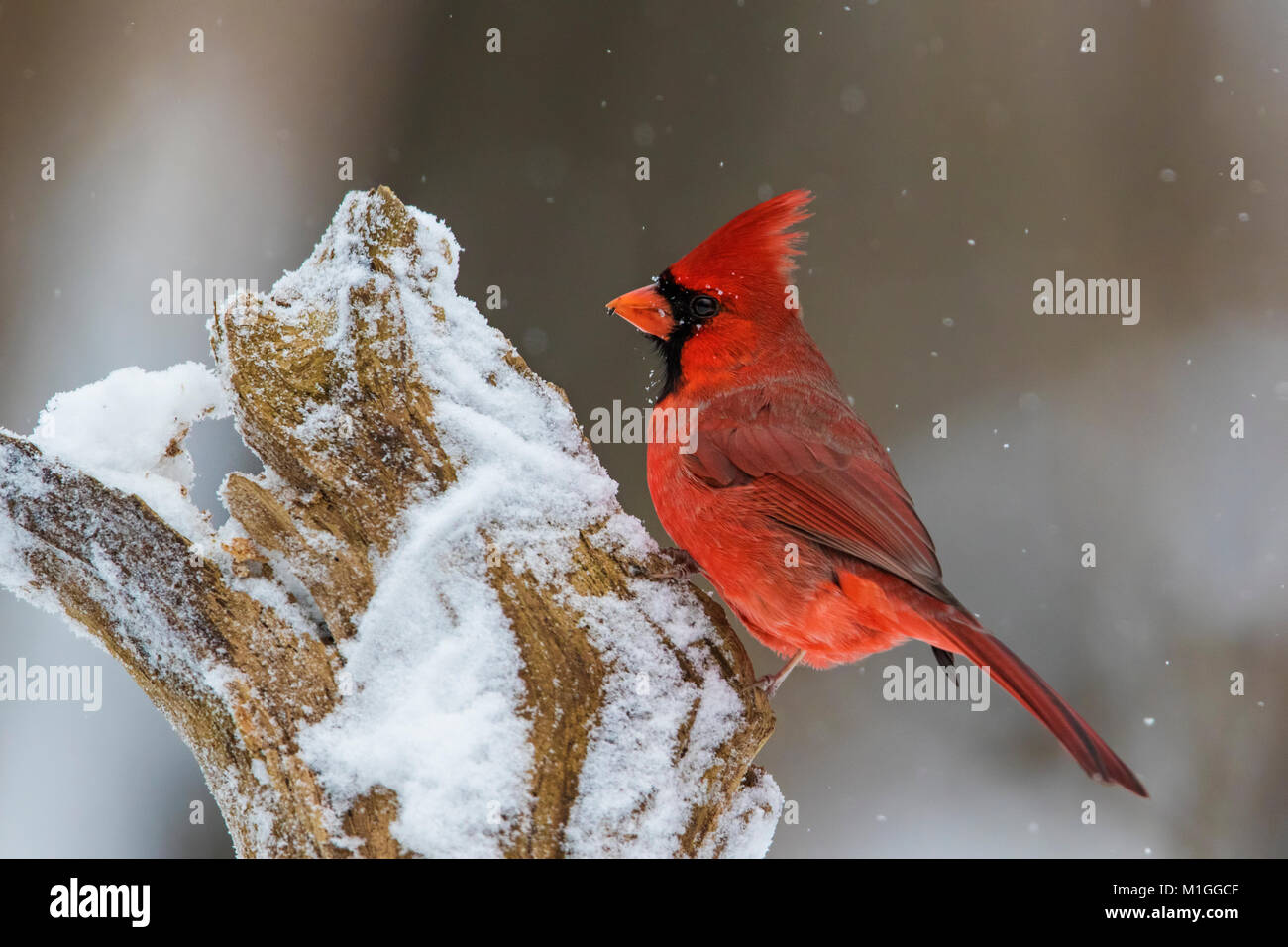 northern cardinal in winter Stock Photo - Alamy