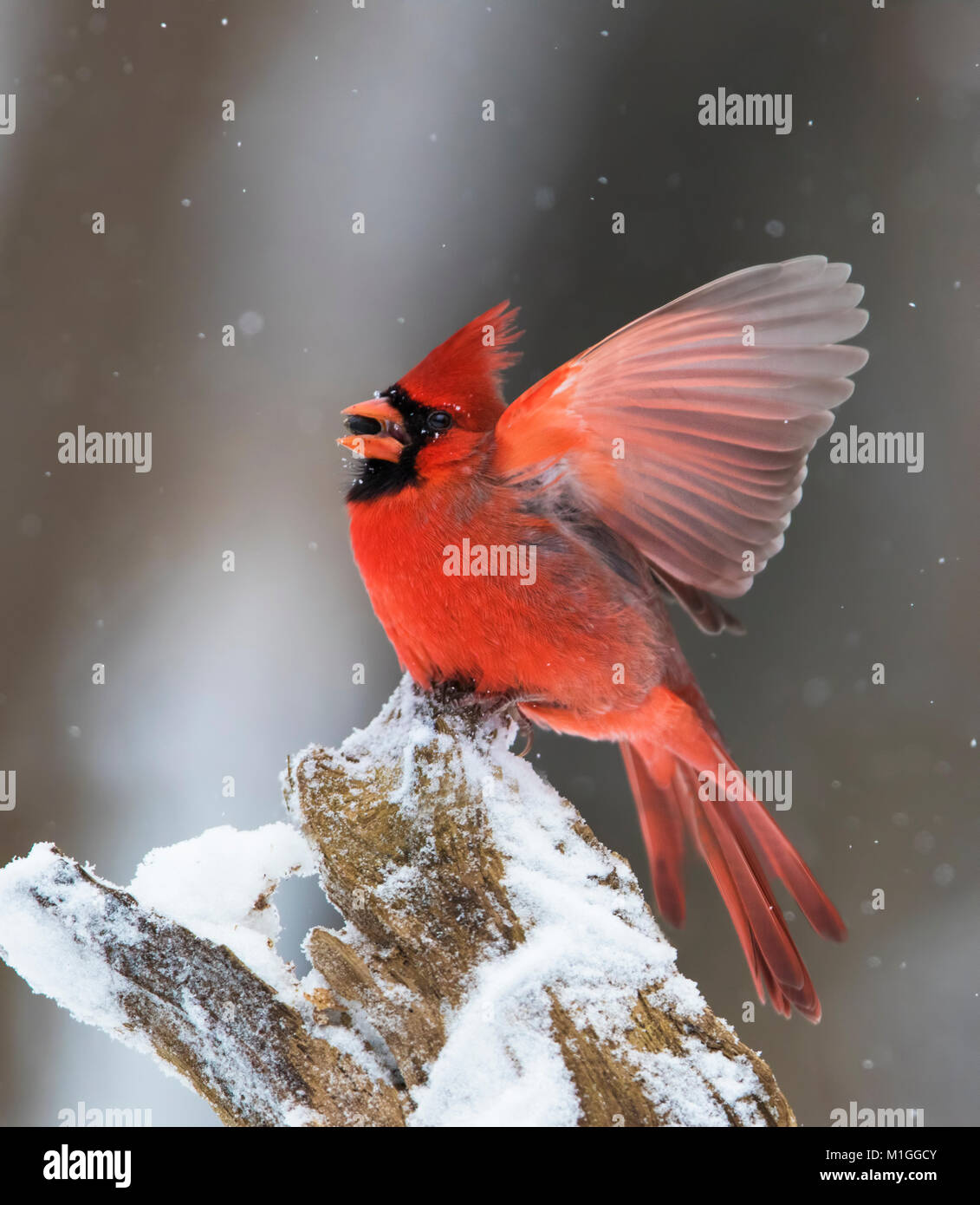 northern cardinal in winter Stock Photo - Alamy