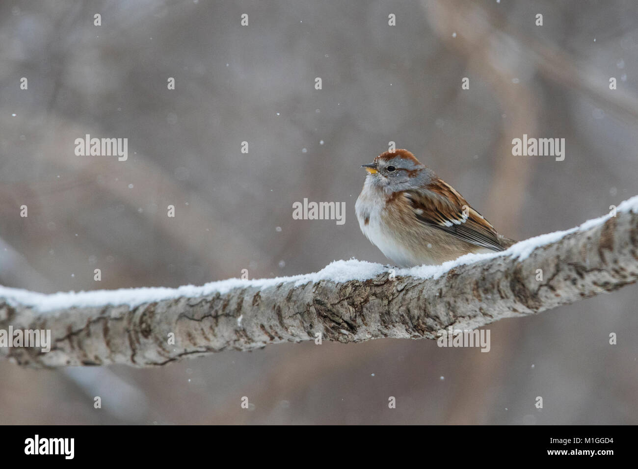 american tree sparrow in winter Stock Photo - Alamy