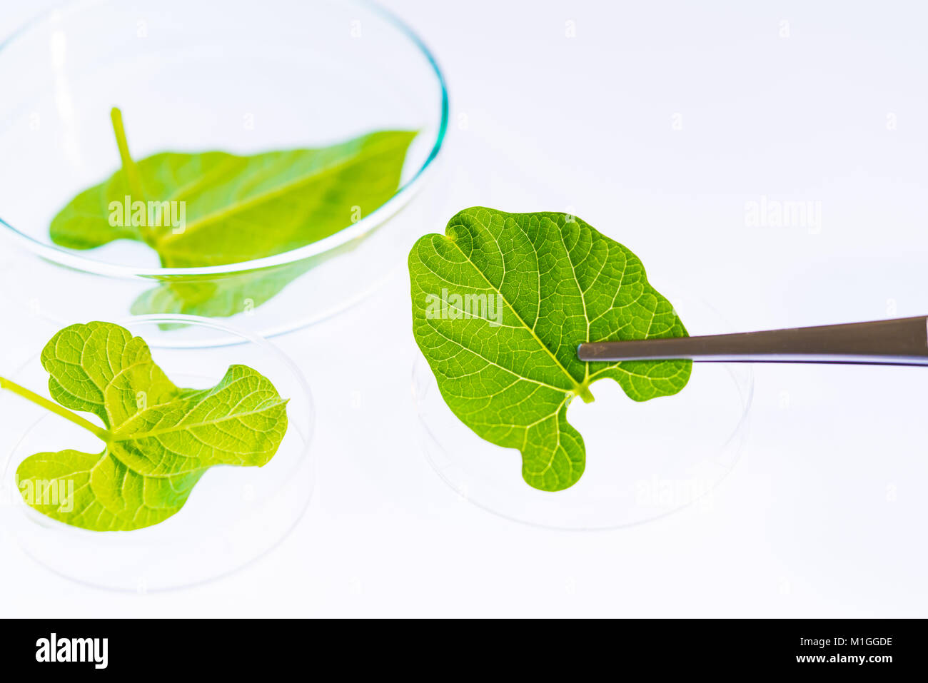 Research of green plant leaves in a scientific laboratory Stock Photo ...