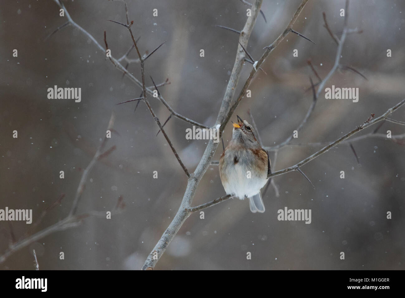 american tree sparrow in winter Stock Photo - Alamy