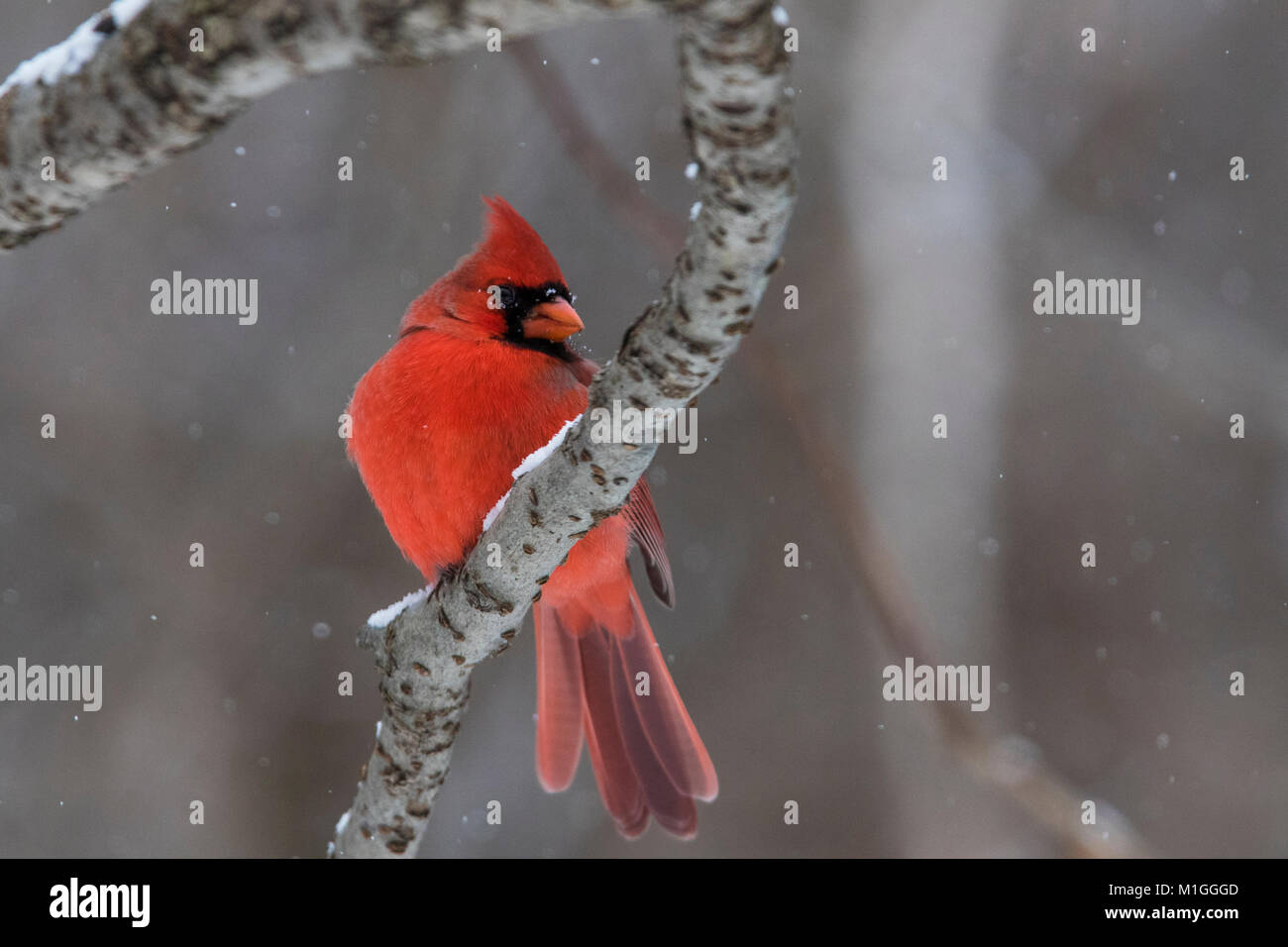 northern cardinal in winter Stock Photo - Alamy