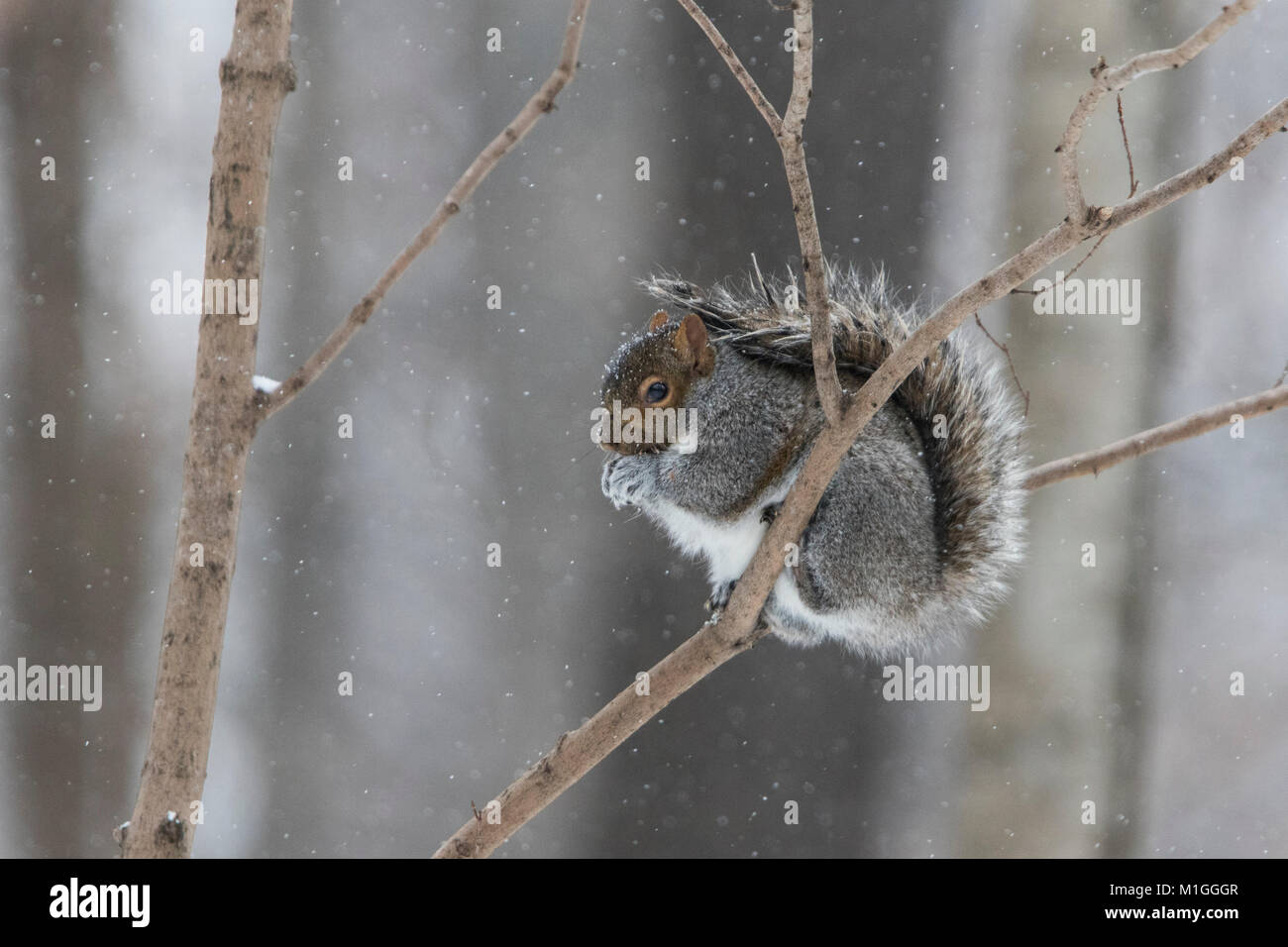 grey squirrel in winter storm Stock Photo - Alamy