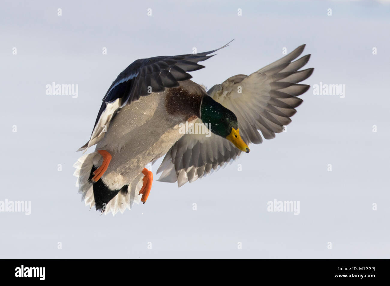 Mallard drake landing in canadian winter Stock Photo - Alamy