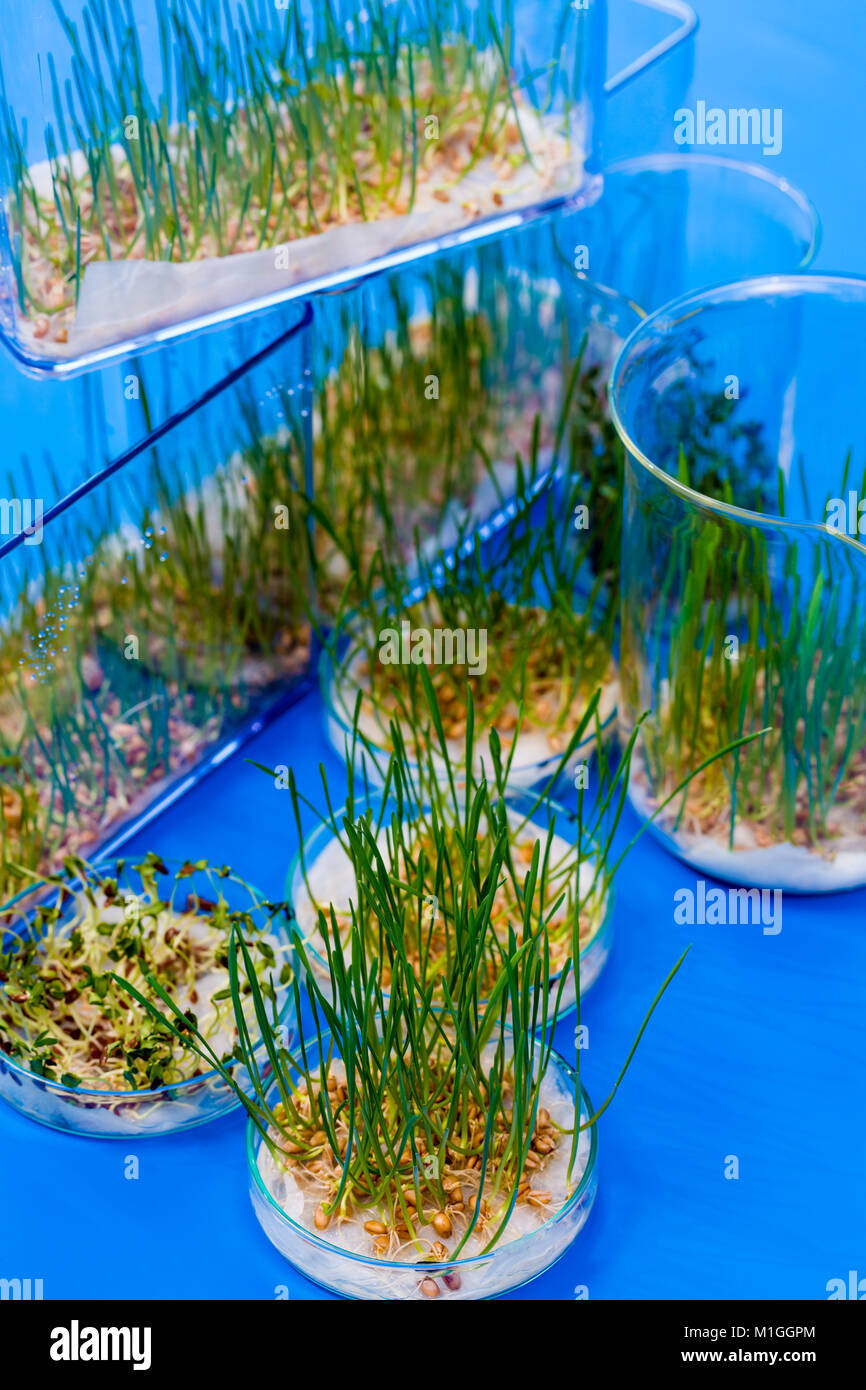 Experiments with plants in the laboratory Stock Photo - Alamy