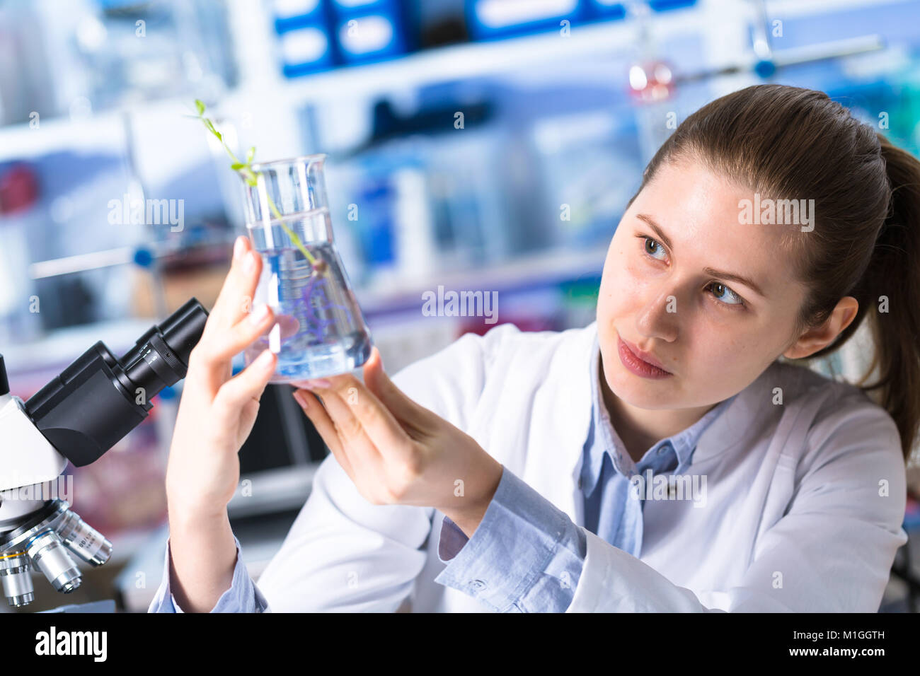 technician in the laboratory of plant genetics investigates the sprout ...