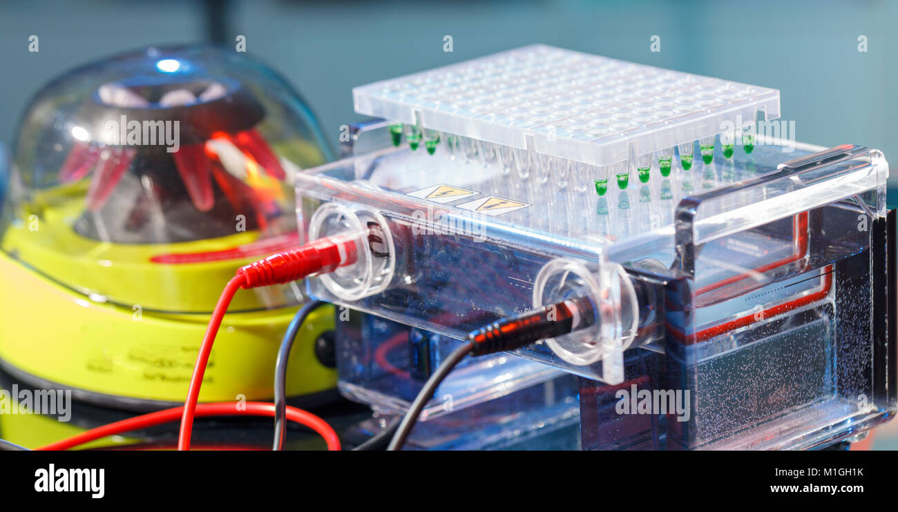 loading amplified DNA samples to agarose gel with multichannel pipette ...