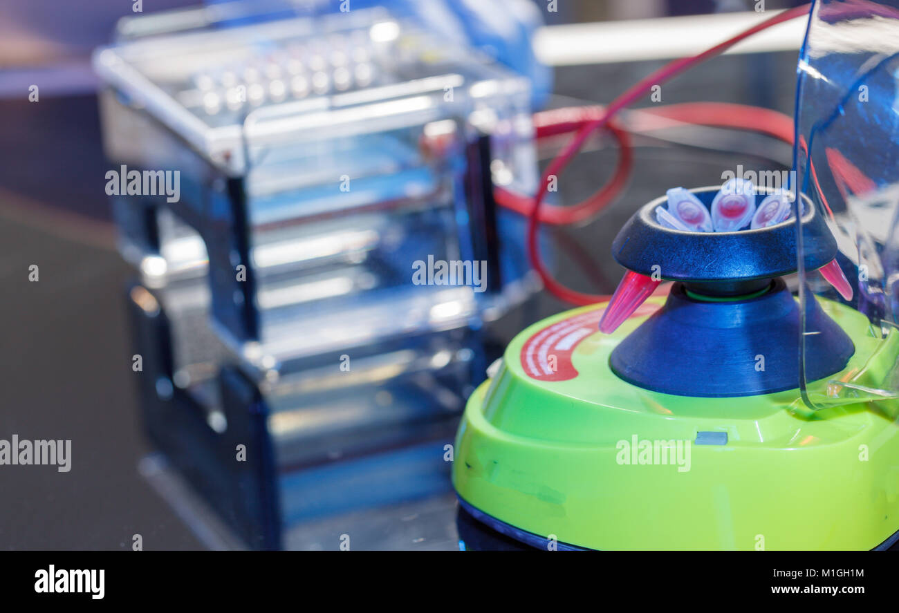 loading amplified DNA samples to agarose gel with multichannel pipette ...