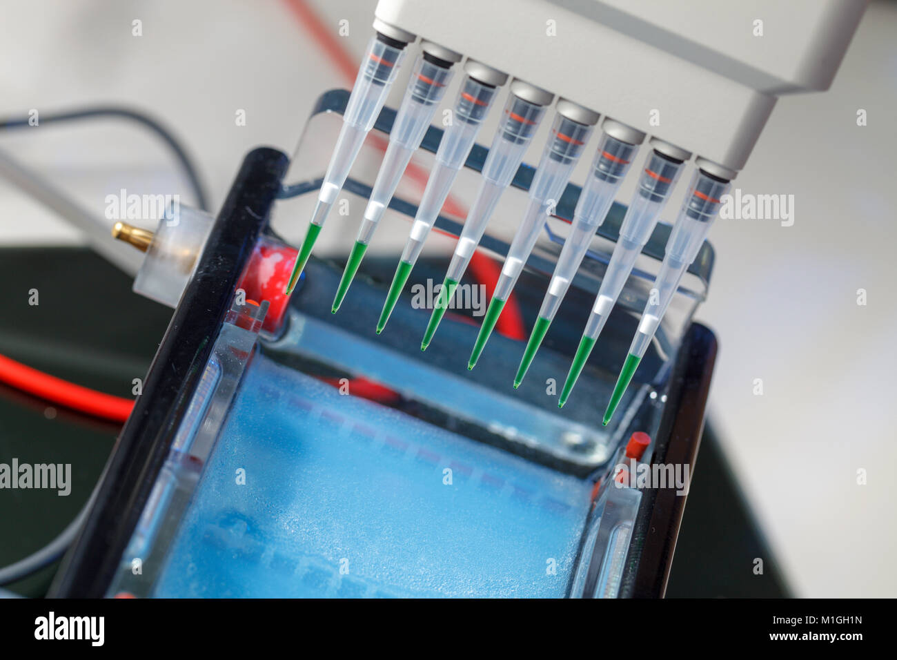 loading amplified DNA samples to agarose gel with multichannel pipette ...
