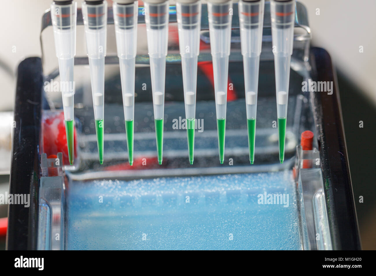 loading amplified DNA samples to agarose gel with multichannel pipette ...