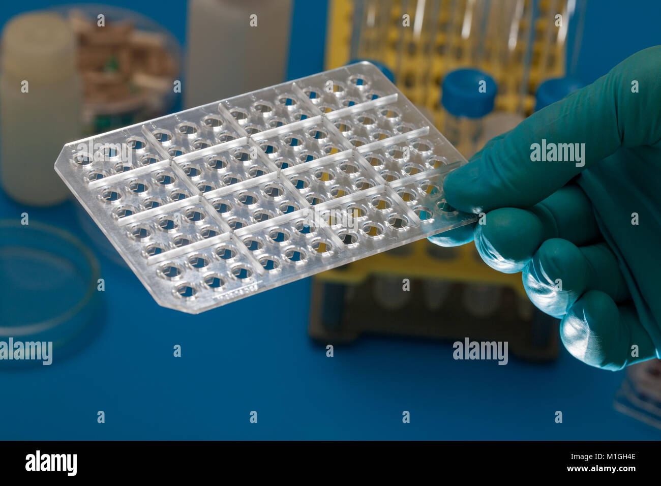 PCR plate in microbiological lab, 96 well plate for PCR processing ...