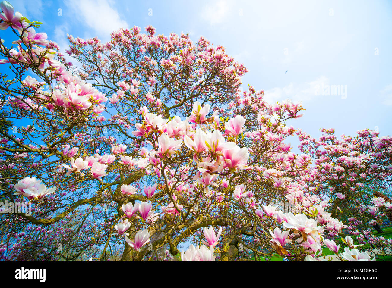 flowering Magnolia tree Stock Photo - Alamy